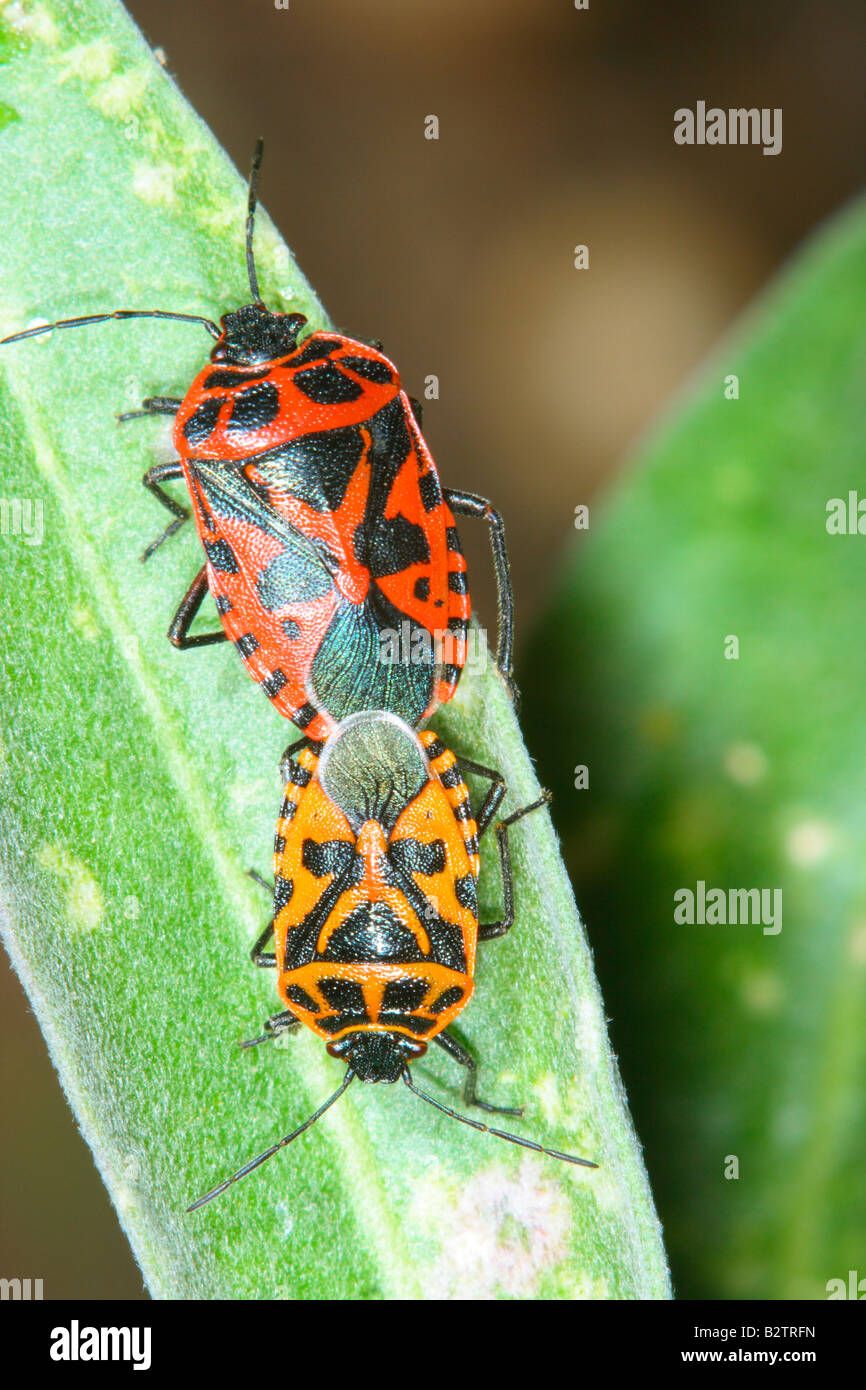 Shield Bugs, Eurydema ventrale. Pair mating Stock Photo - Alamy