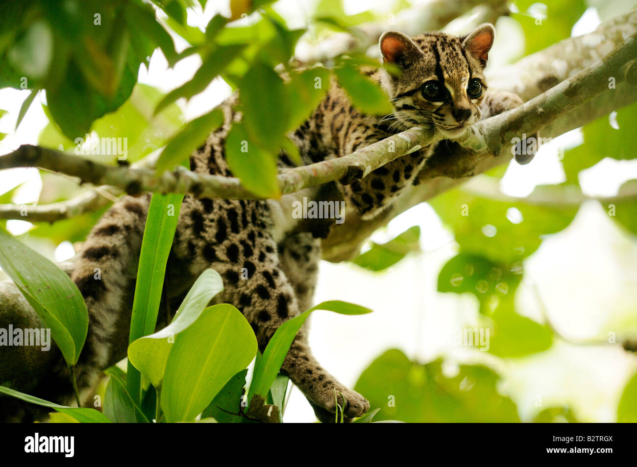 Margay hi-res stock photography and images - Alamy