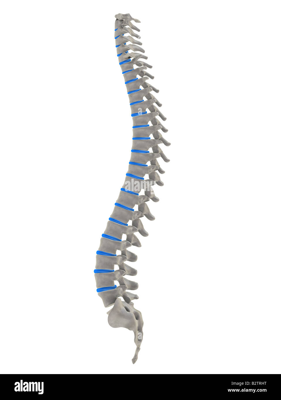 Anatomical spine hi-res stock photography and images - Alamy