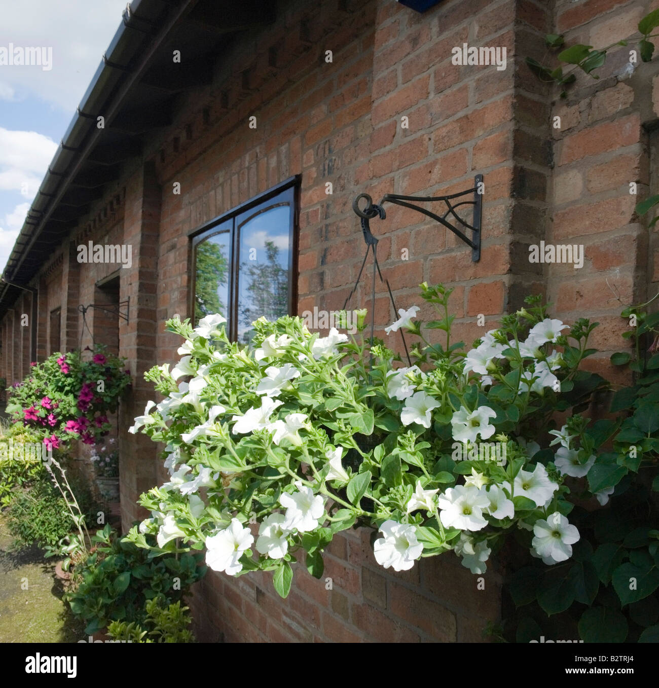 a hanging basket hung from a wall in a cottage garden Stock Photo - Alamy