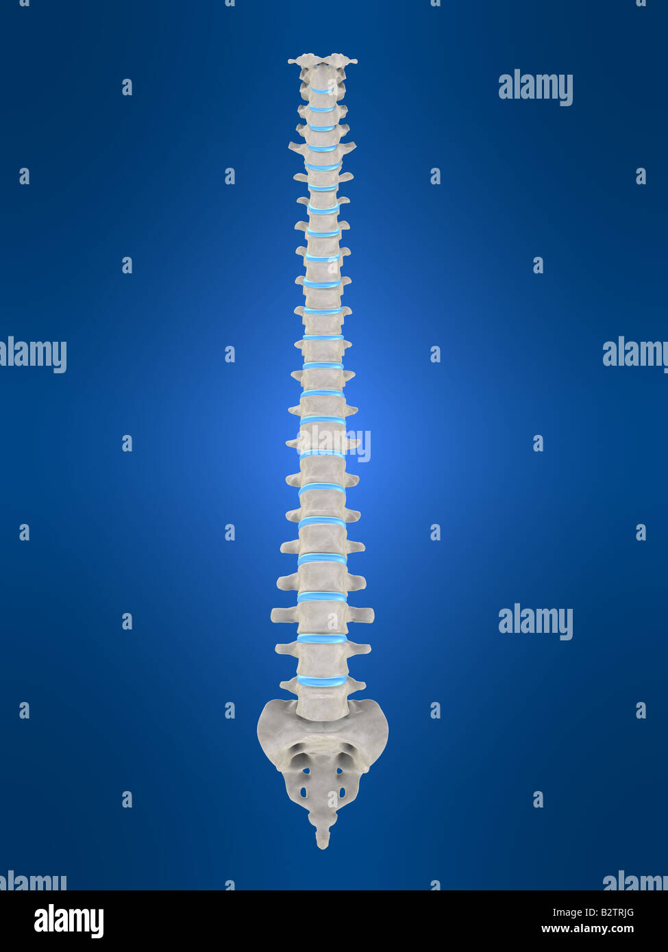 The spine hi-res stock photography and images - Alamy