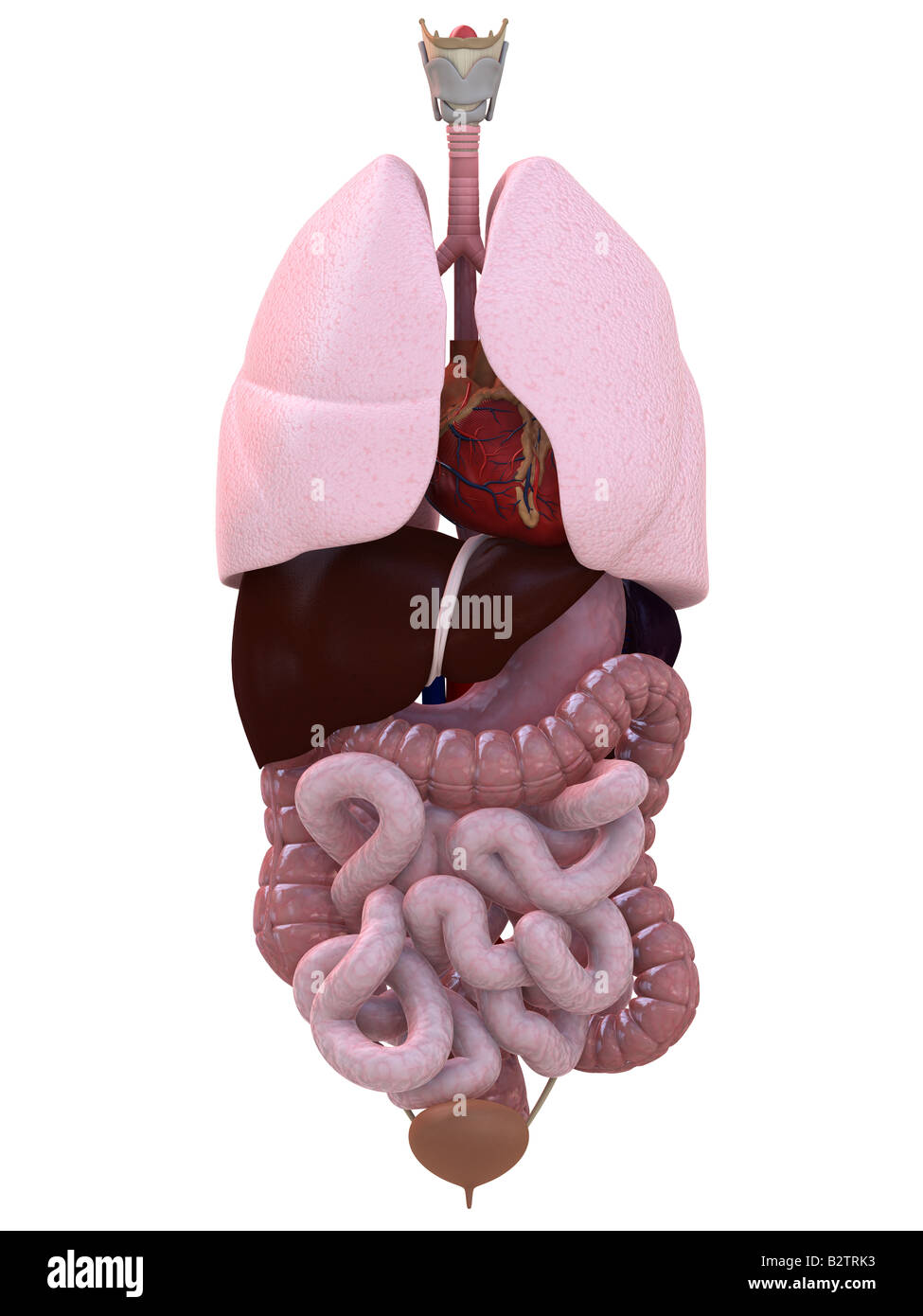 Overview of the anatomy hi-res stock photography and images - Alamy