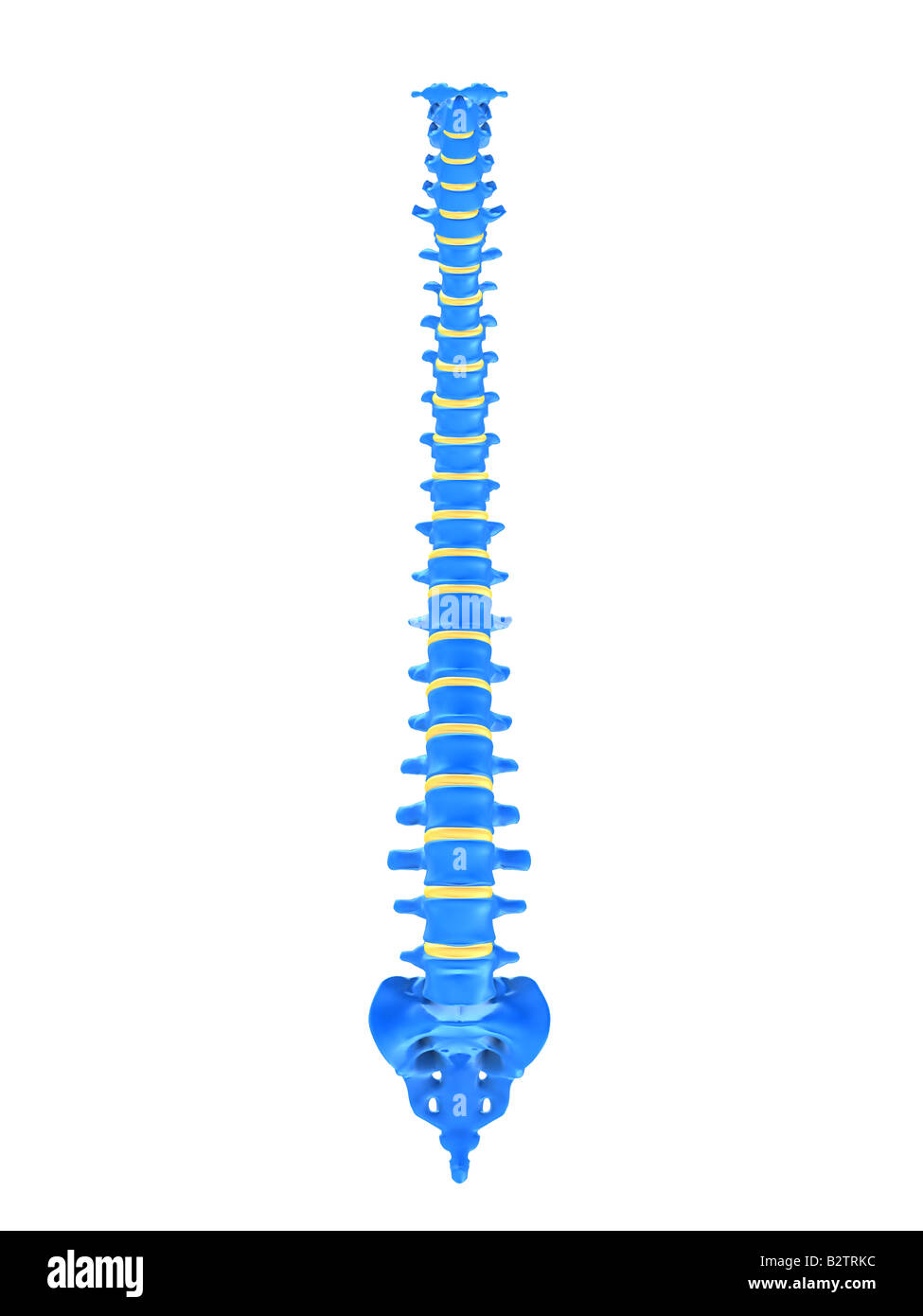 Anatomical spine hi-res stock photography and images - Alamy