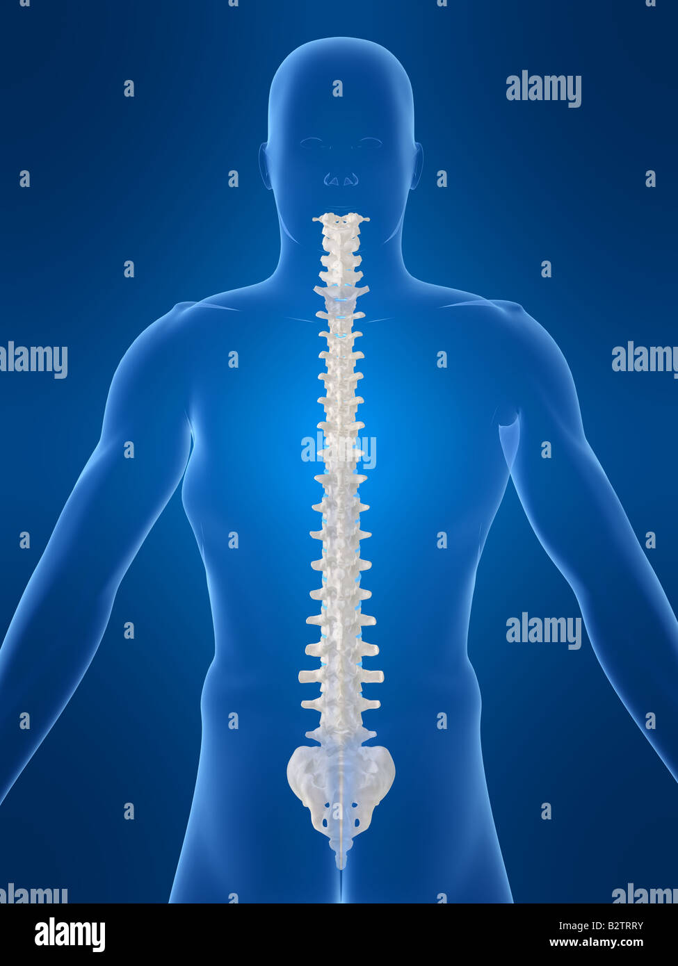 Human spine hi-res stock photography and images - Alamy