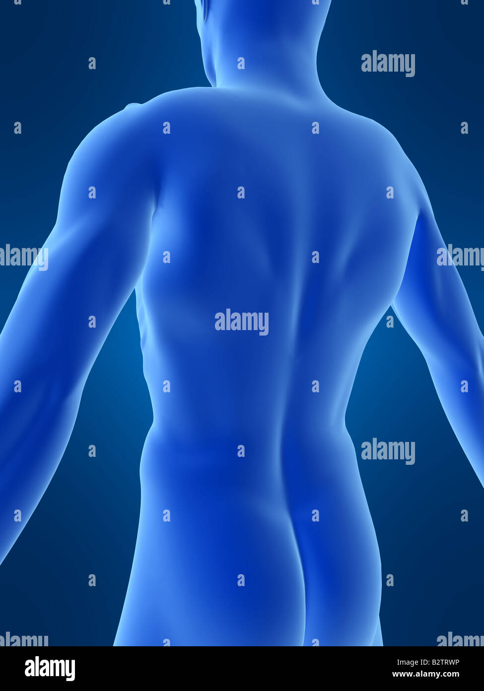 Human back anatomy hi-res stock photography and images - Alamy