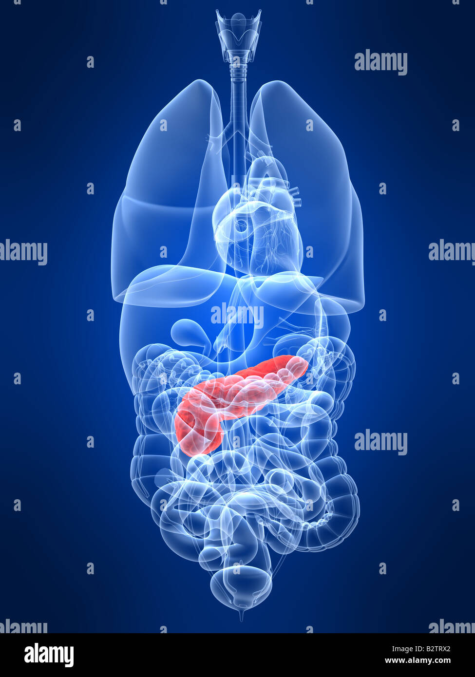 Pancreas and kidney hi-res stock photography and images - Alamy