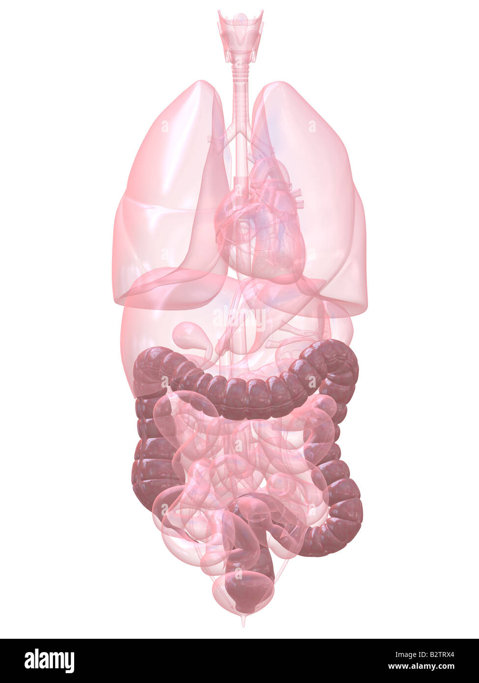 Human colon hi-res stock photography and images - Alamy