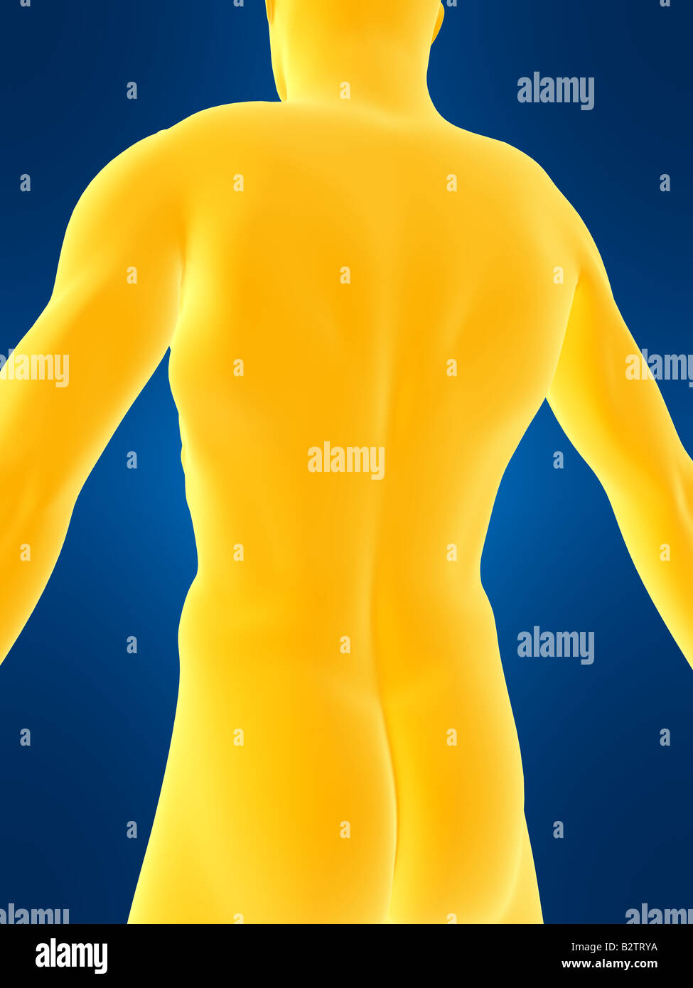 Human back anatomy hi-res stock photography and images - Alamy