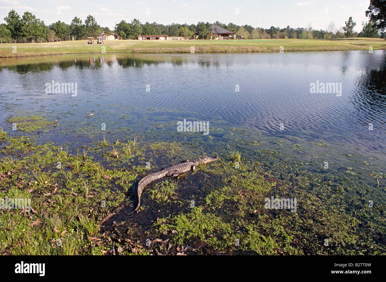 Alligator in a golf course pond hi-res stock photography and images - Alamy