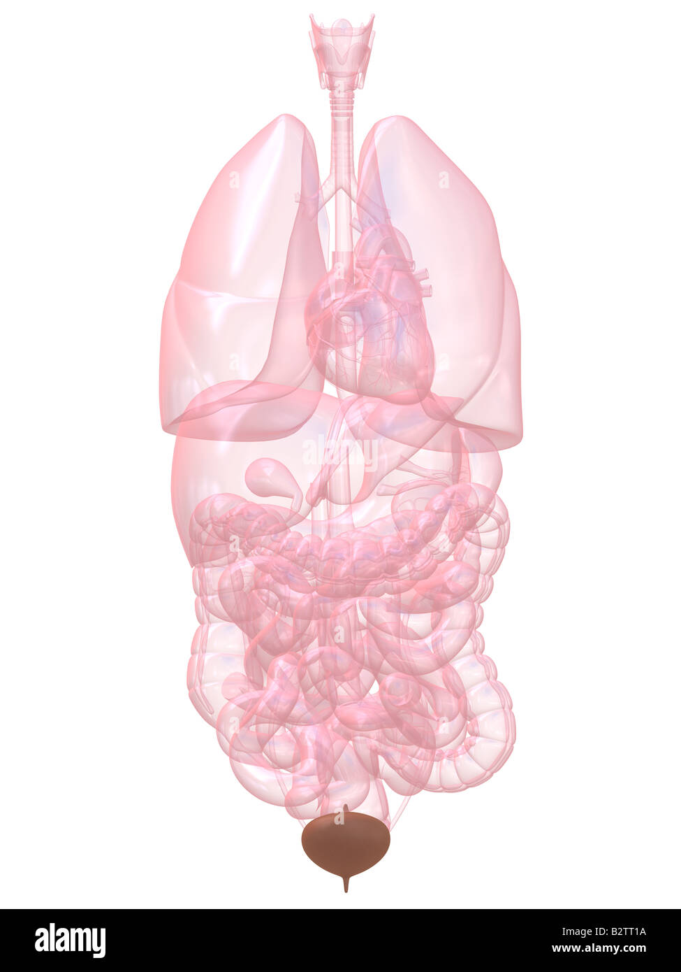 Healthy bladder hi-res stock photography and images - Alamy