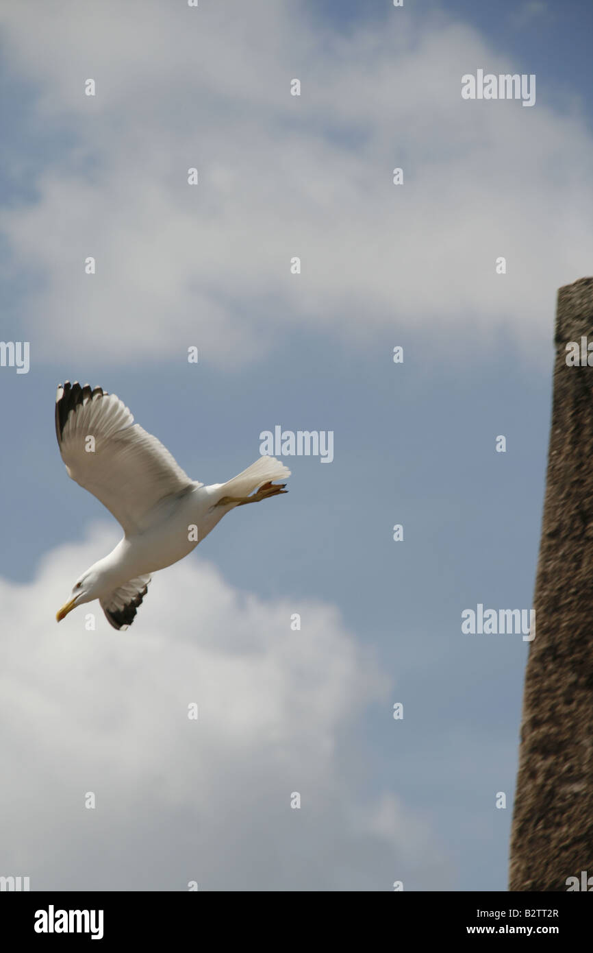one sea gull flying in blue sky Stock Photo - Alamy