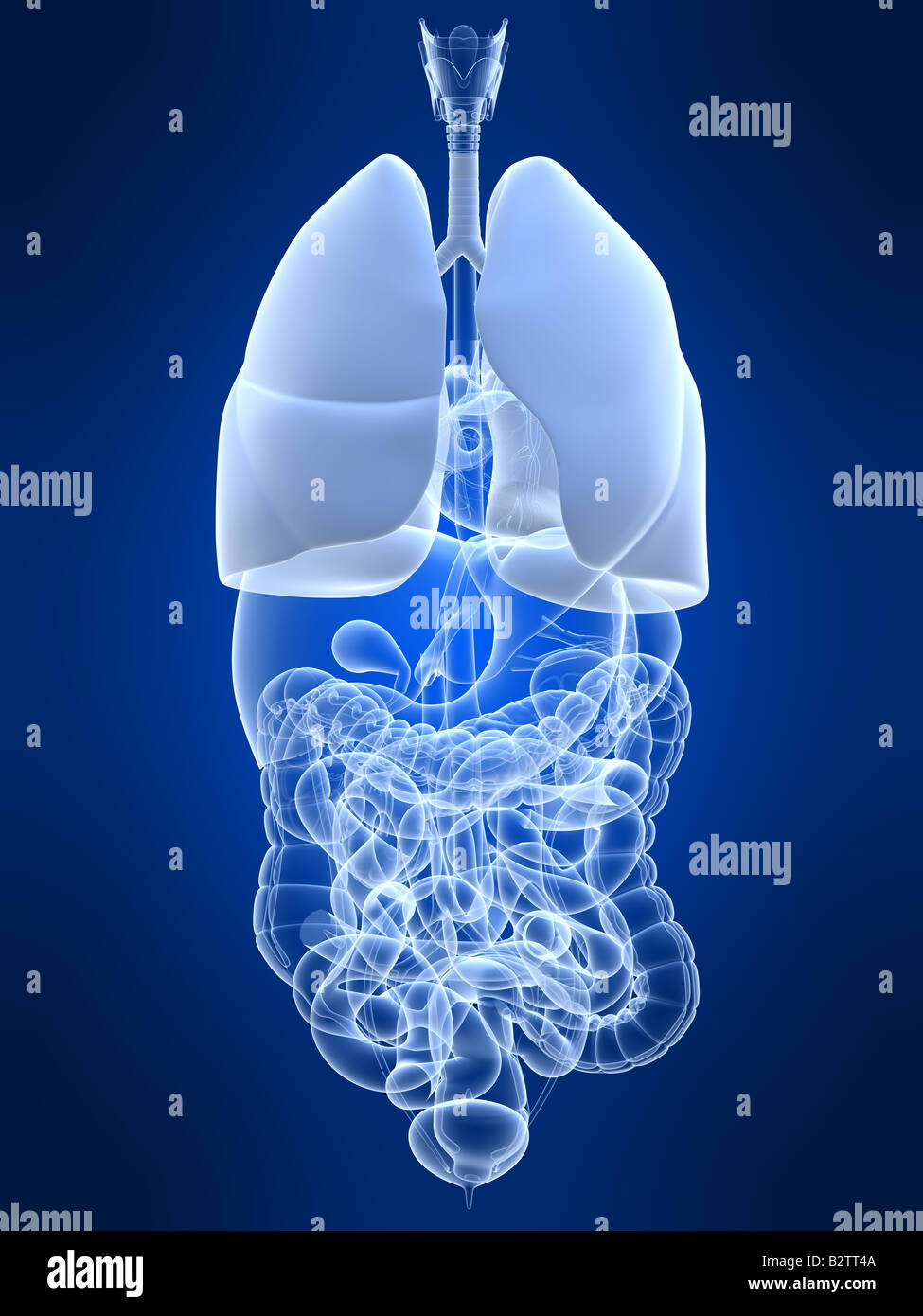 Blue lung hi-res stock photography and images - Alamy