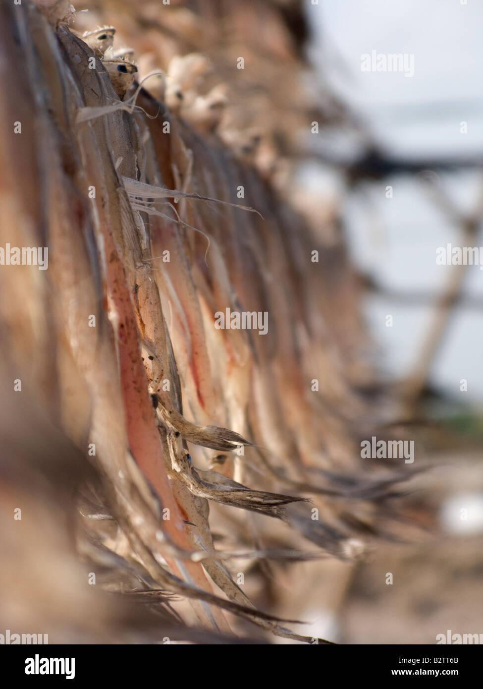Traditional fish open air fish drying hi-res stock photography and ...