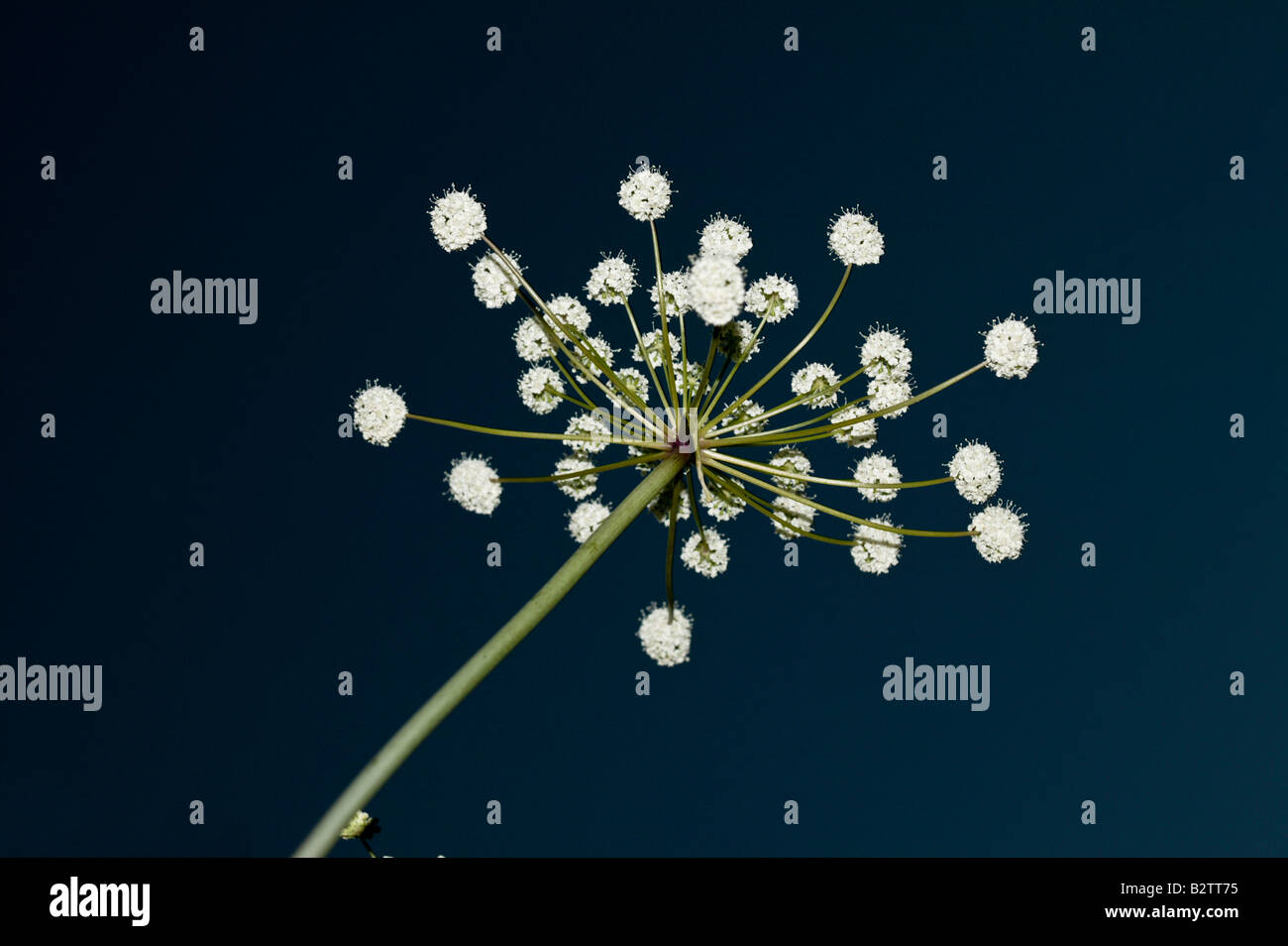Apiaceae family hi-res stock photography and images - Alamy