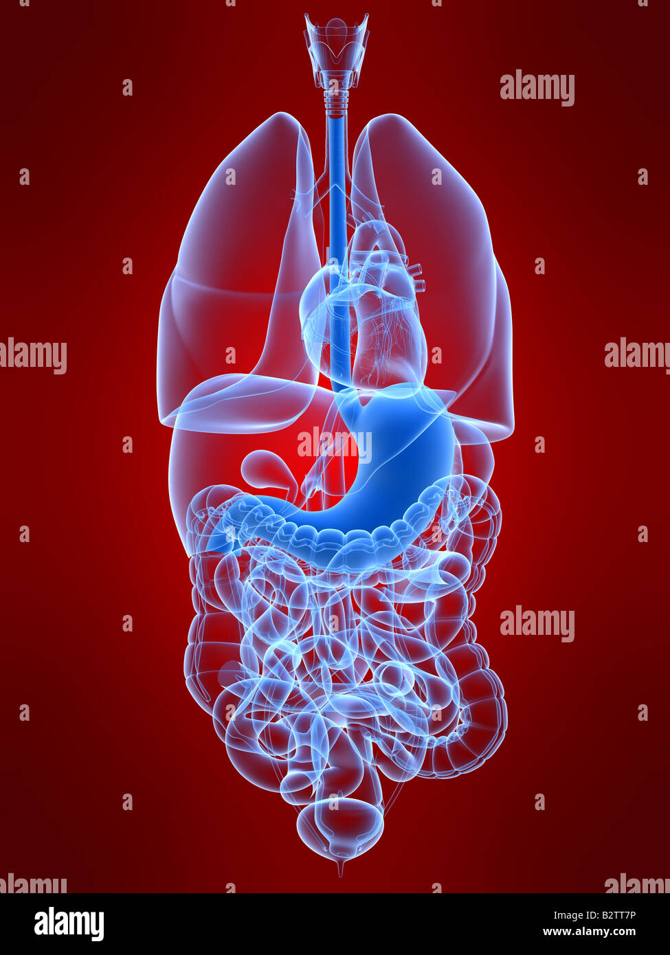 Human stomach and pancreas hi-res stock photography and images - Alamy