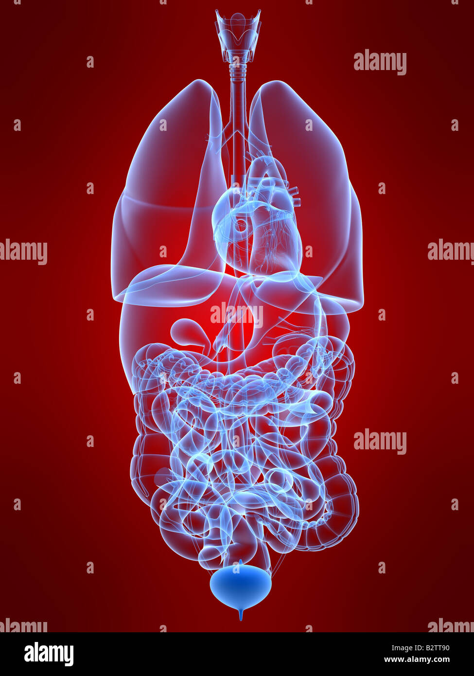 Human bladder hi-res stock photography and images - Alamy