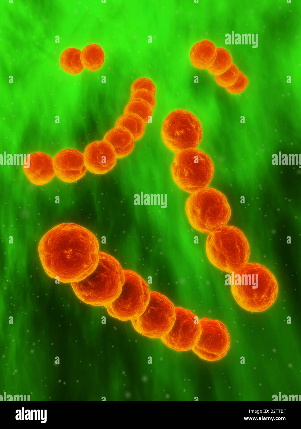 Streptococcus hi-res stock photography and images - Alamy