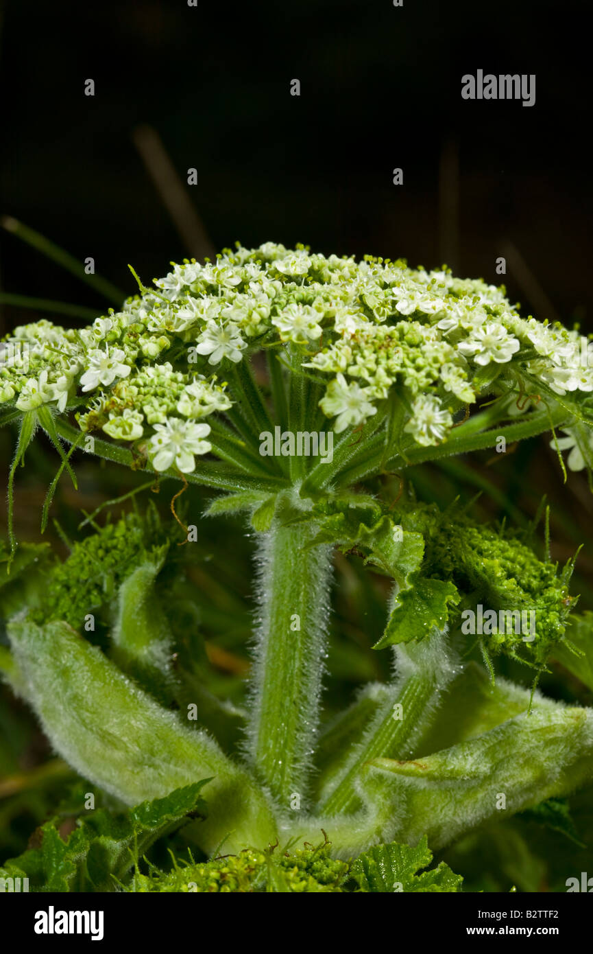 Apiaceae family hi-res stock photography and images - Alamy