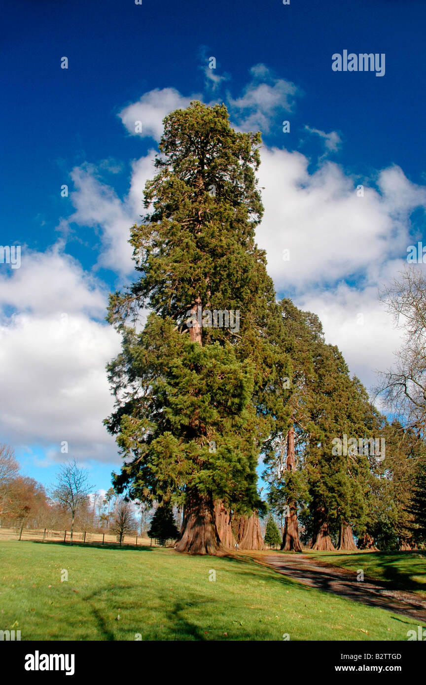 Wellingtonia Trees High Resolution Stock Photography and Images - Alamy