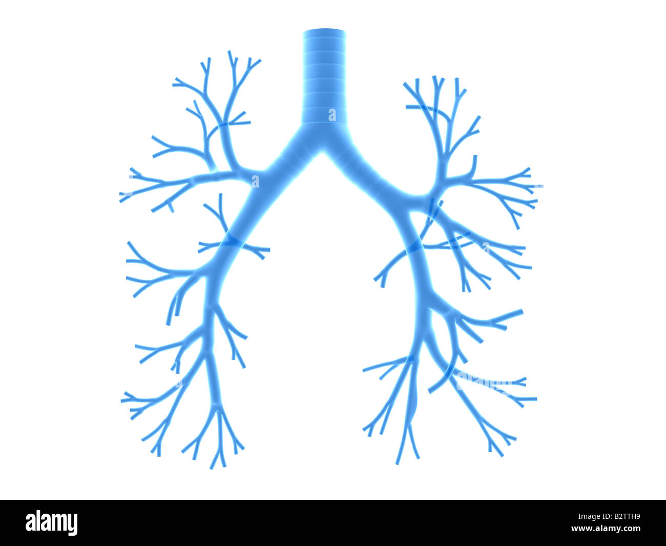 Anatomical body bronchiole chest internal Cut Out Stock Images ...