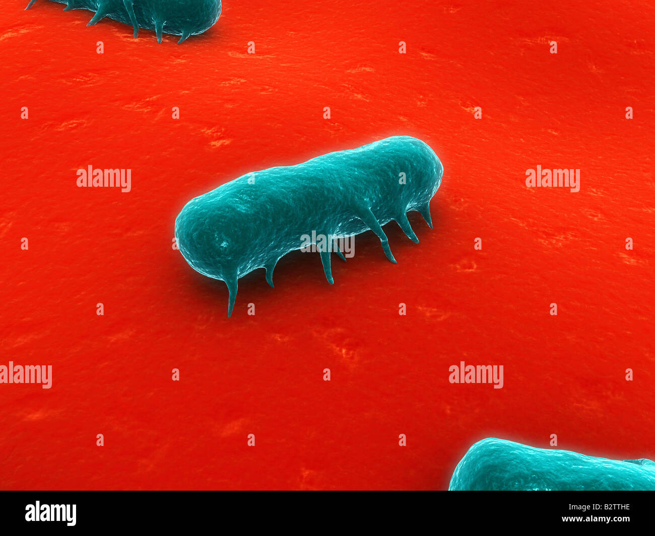 Salmonella hi-res stock photography and images - Alamy