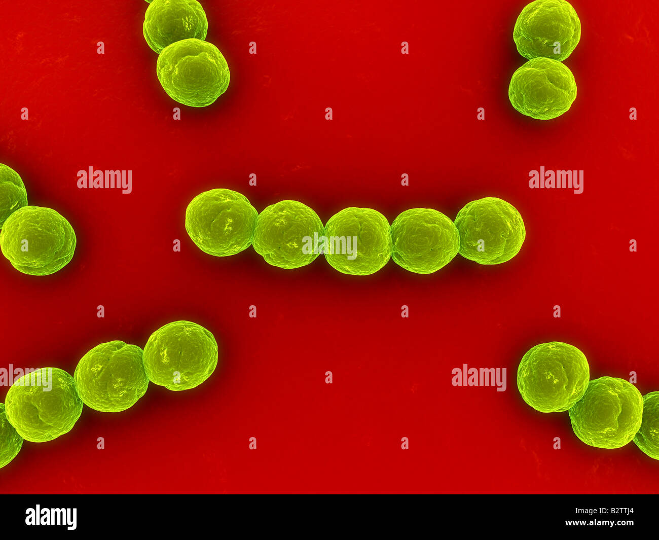 Bacterium streptococcus hi-res stock photography and images - Alamy