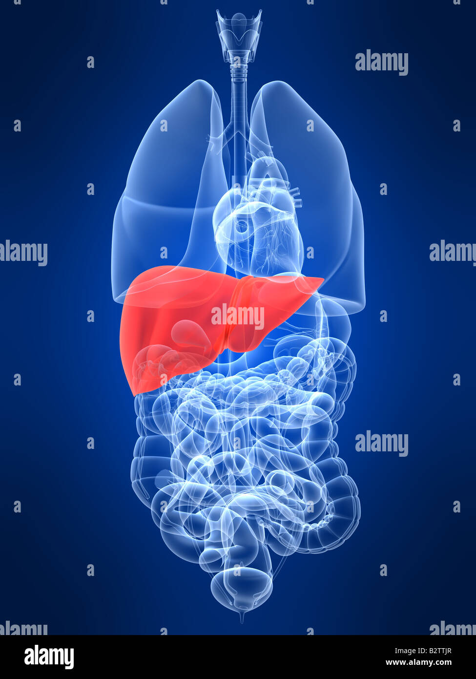 Liver and gallbladder hi-res stock photography and images - Alamy