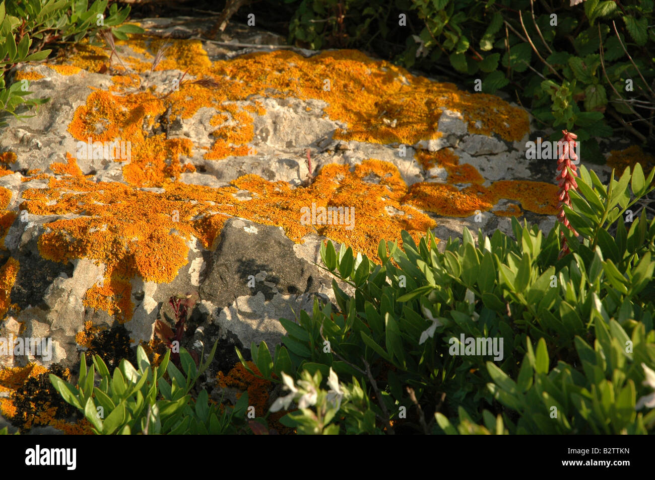 Orange moss hi-res stock photography and images - Alamy