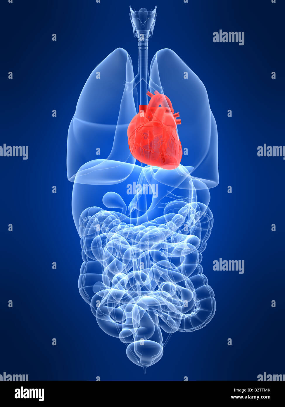 Heart anatomy overview hi-res stock photography and images - Alamy