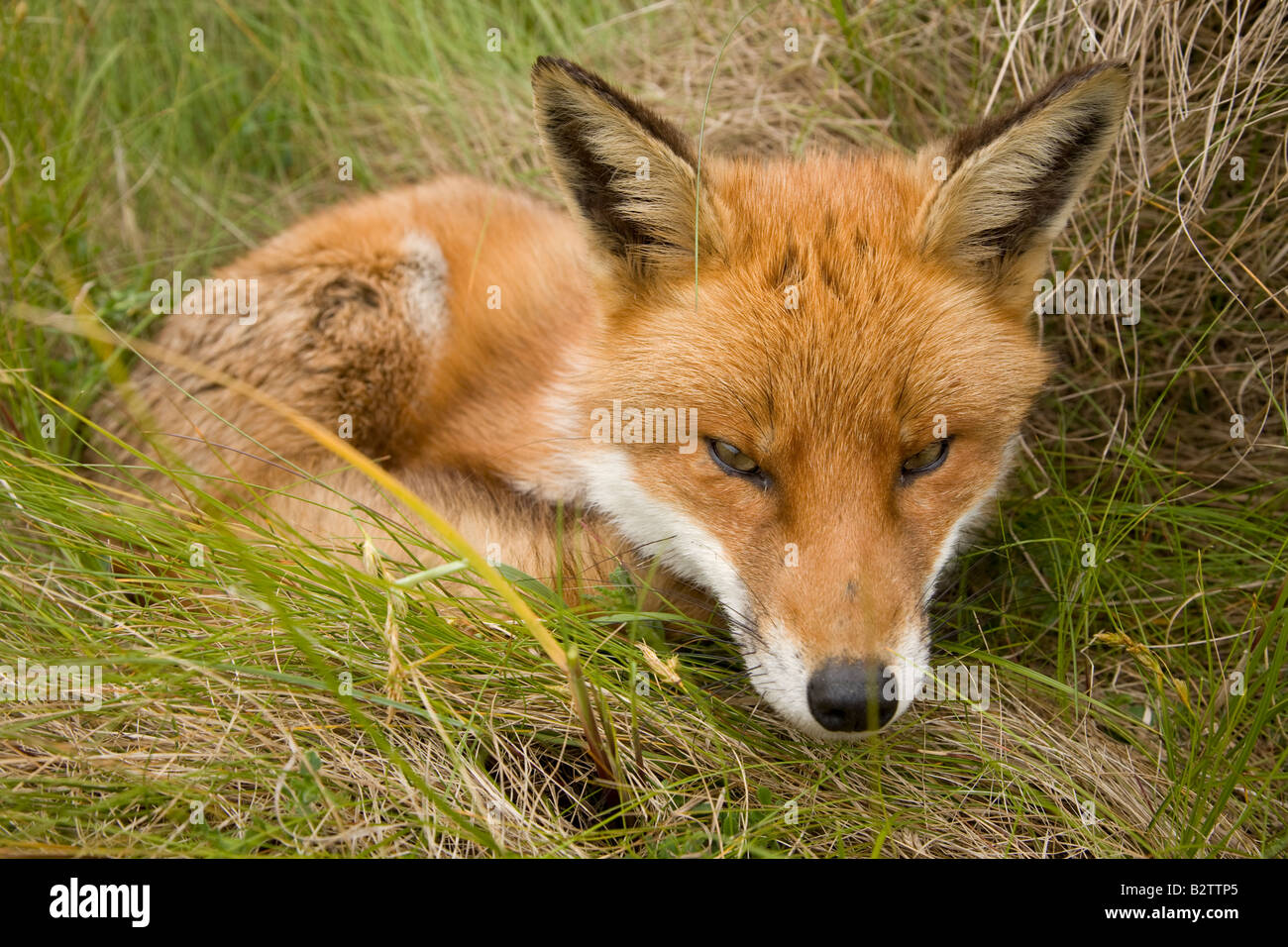 Red Fox in the grass, Gwithian, Cornwall, UK Stock Photo - Alamy