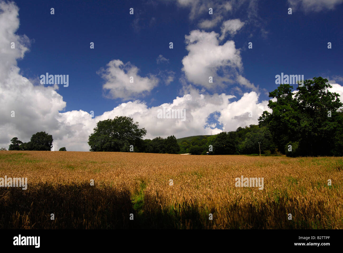 Clouds over corn field hi-res stock photography and images - Alamy
