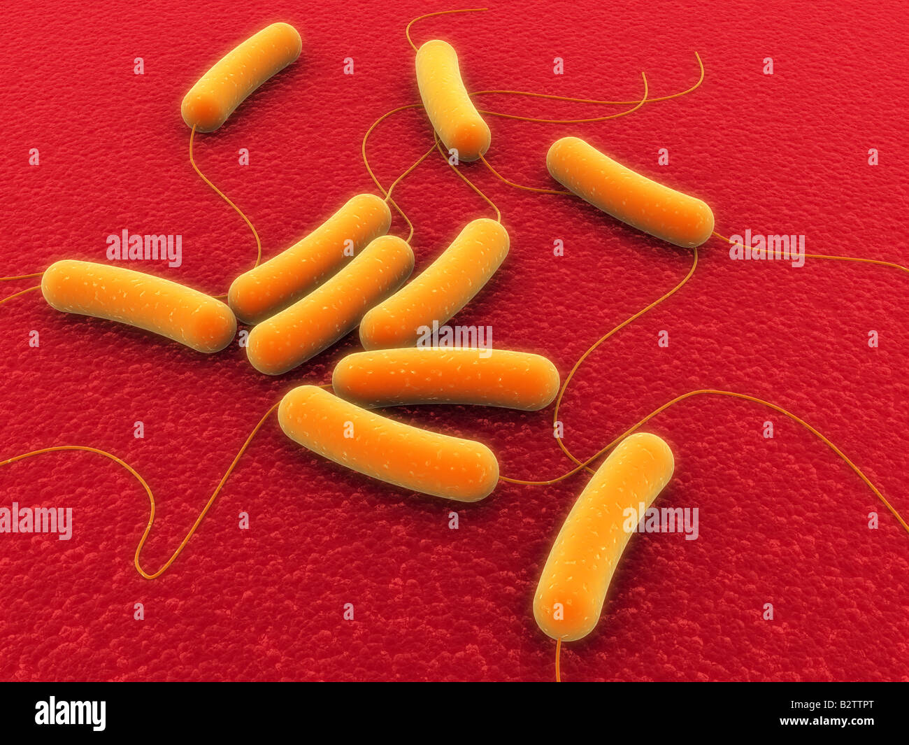 Bacteria e coli hi-res stock photography and images - Alamy