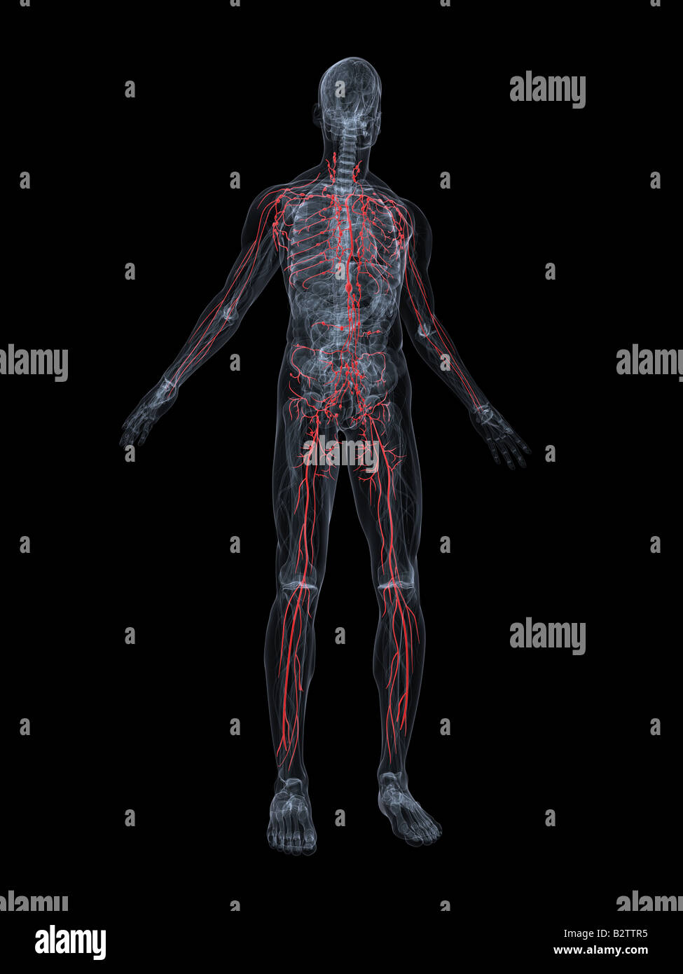 Skeleton x ray healthy abdomen hi-res stock photography and images - Alamy