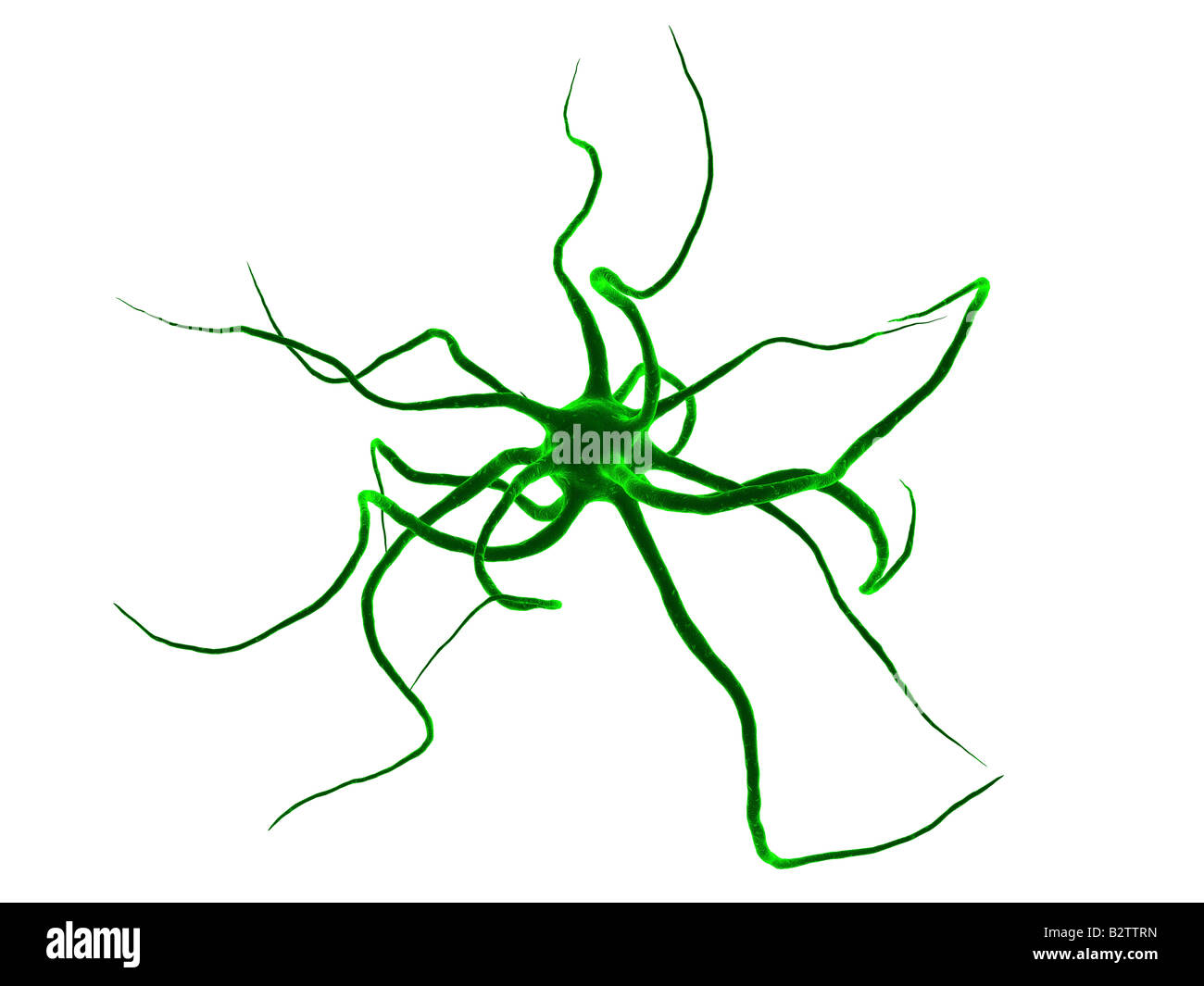 3d body anatomy axon Cut Out Stock Images & Pictures - Alamy