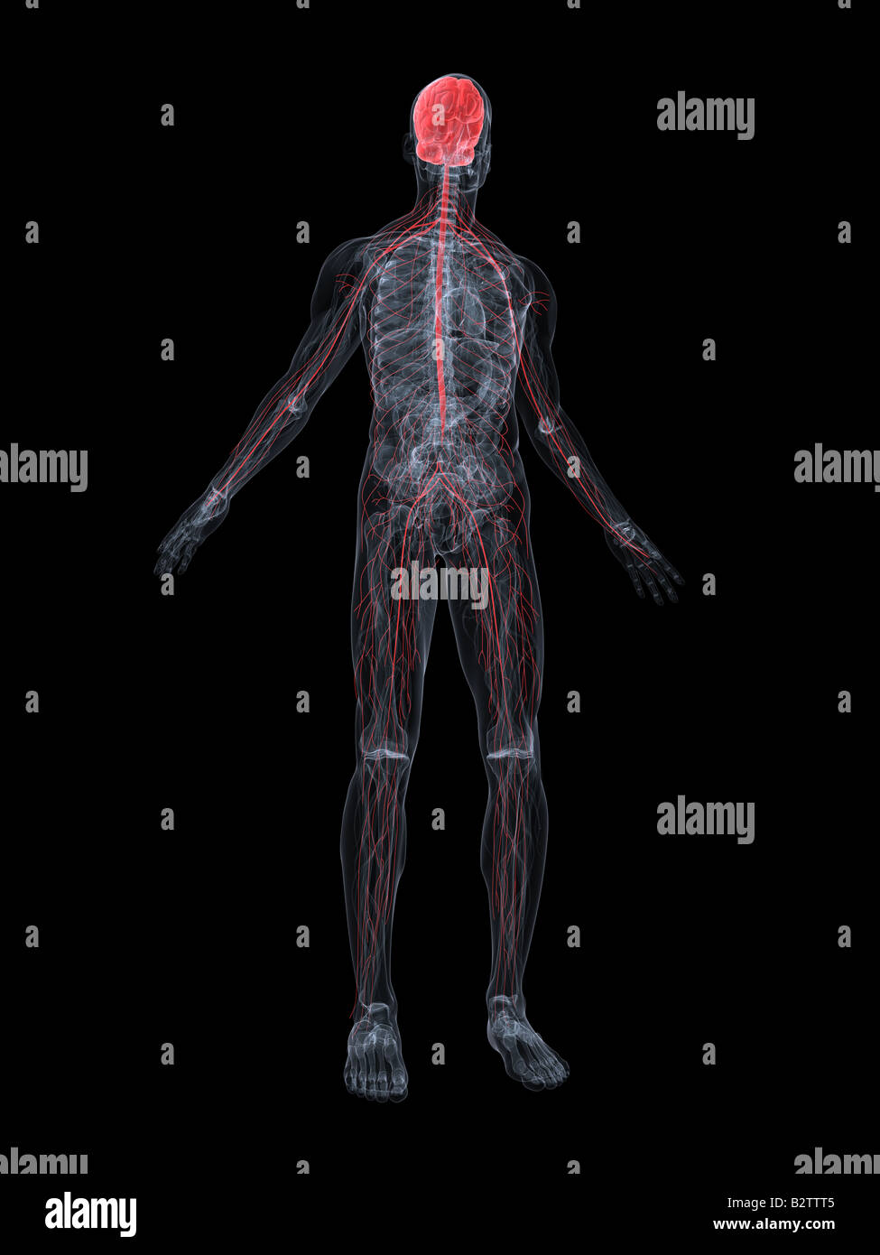 Nervous System Diagram Stock Photos & Nervous System Diagram Stock ...