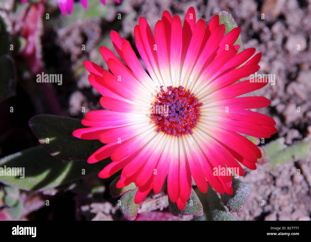 Bellidiformis hi-res stock photography and images - Alamy