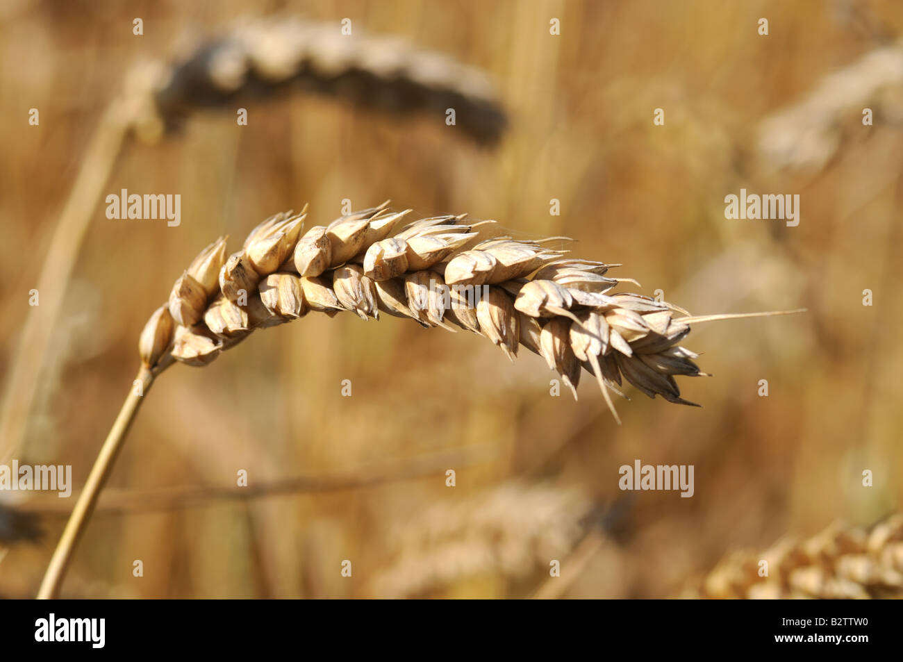 Corn cob wheat harvest hi-res stock photography and images - Alamy