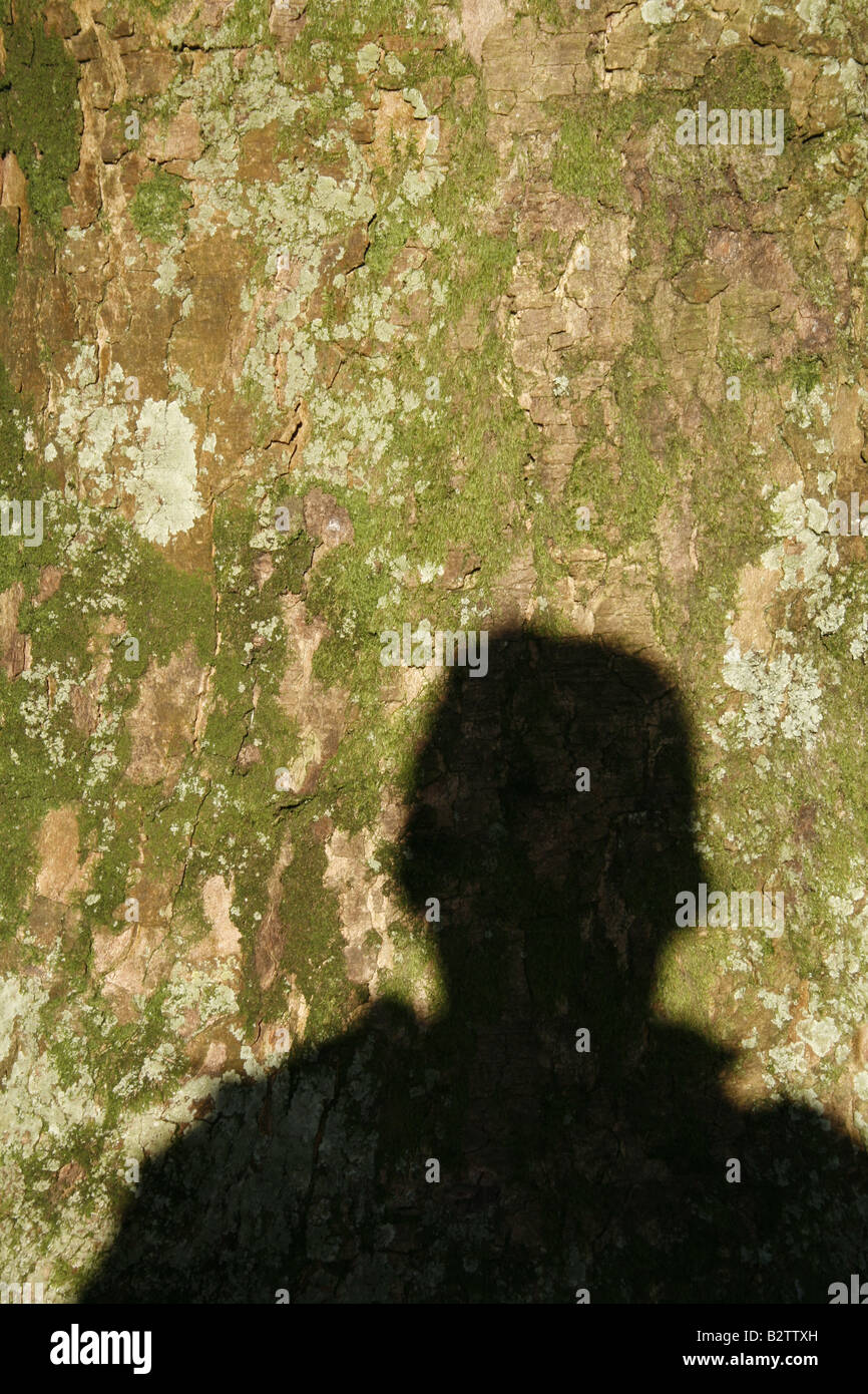 one man's shadow on tree bark in countryside Stock Photo - Alamy