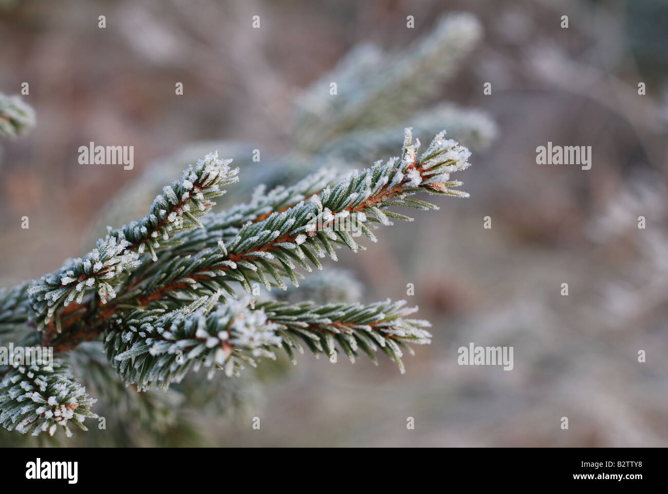 Spruce sprig hoarfrost winter hi-res stock photography and images - Alamy