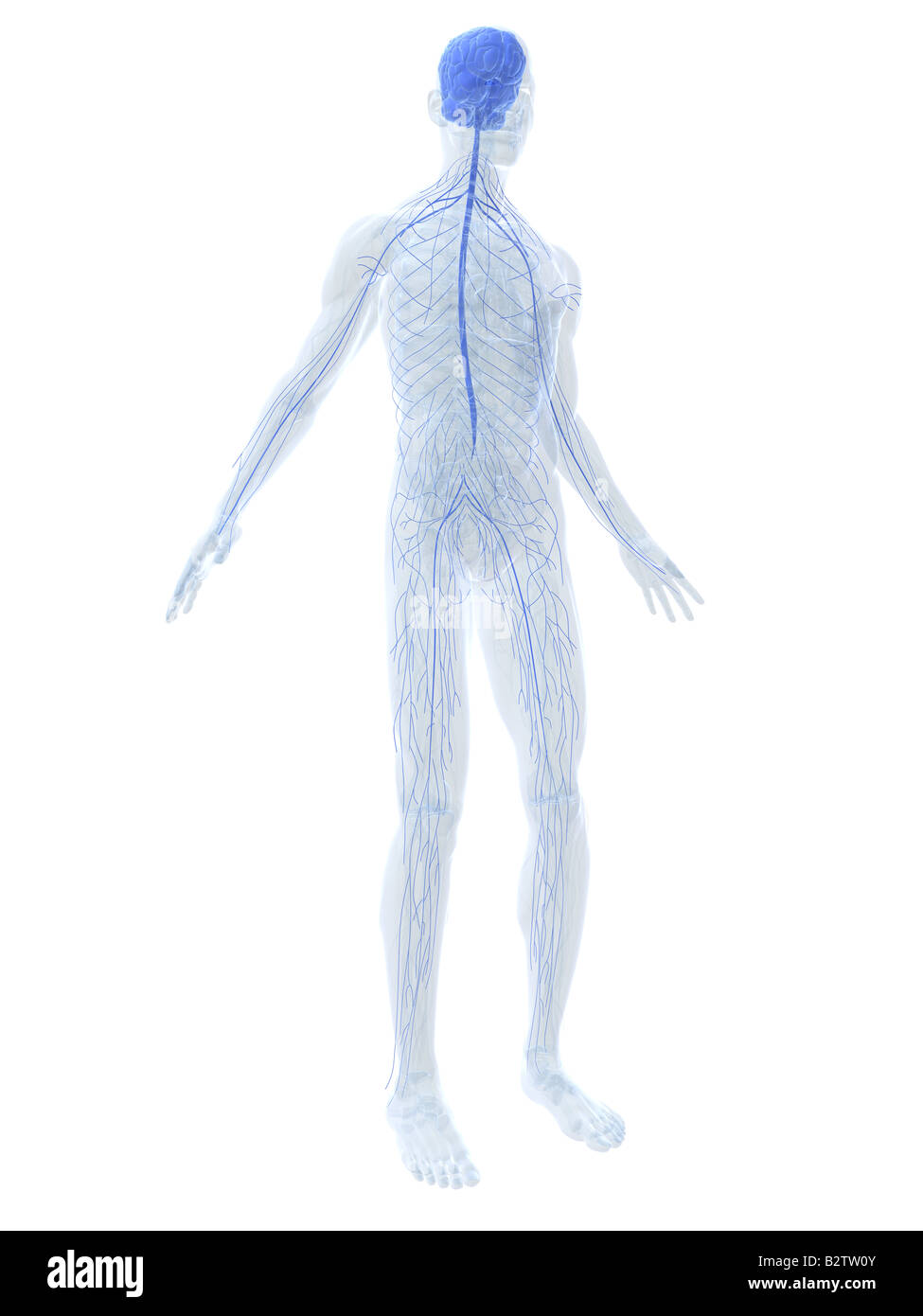 Nervous System Diagram Stock Photos & Nervous System Diagram Stock ...