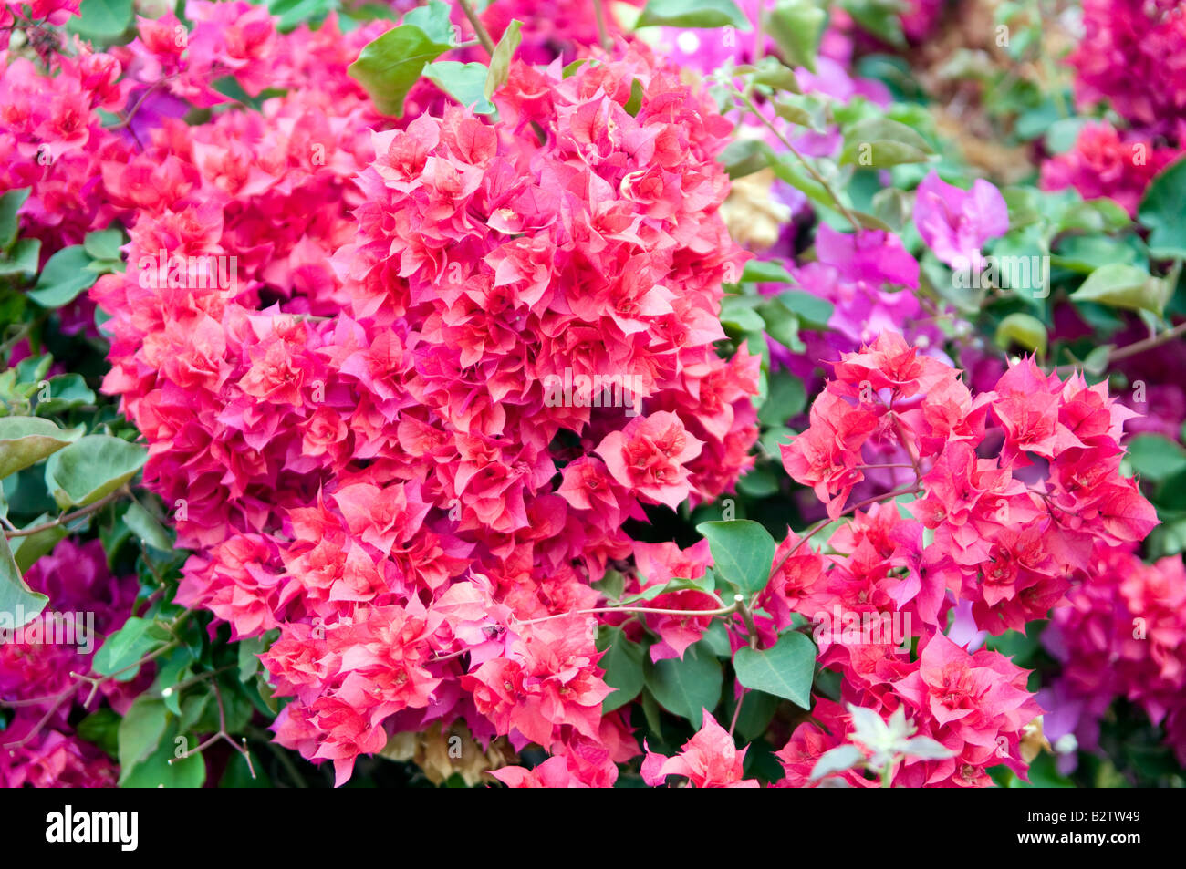 Bougainvillea x `buttiana dania` Stock Photo - Alamy
