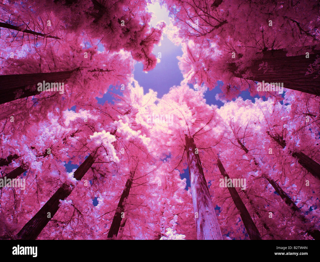 Two-color digital infrared photo of tree tops Stock Photo - Alamy