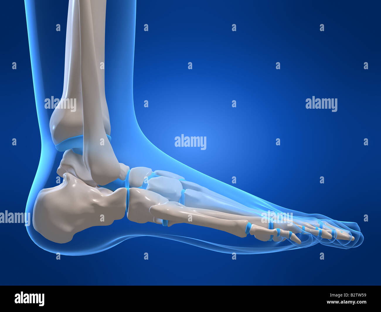 Human Carcass High Resolution Stock Photography and Images - Alamy
