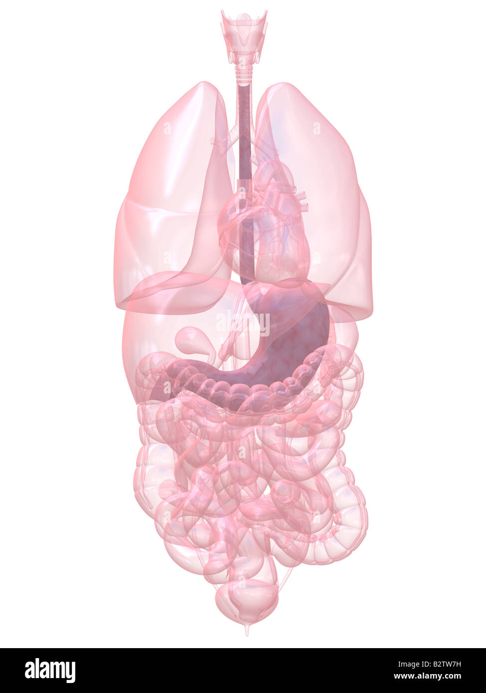 Human stomach and pancreas hi-res stock photography and images - Alamy