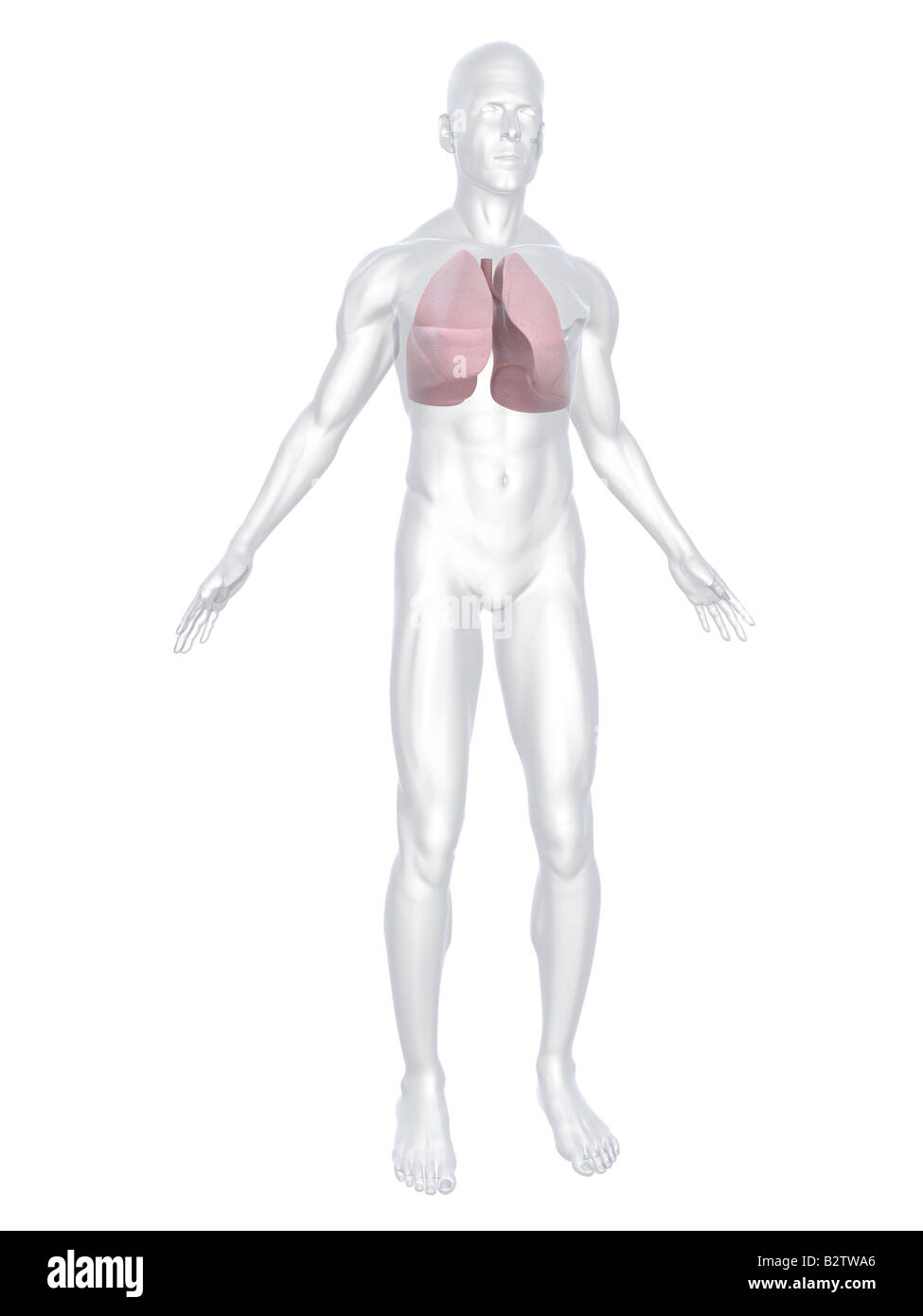 Lung physiology hi-res stock photography and images - Alamy