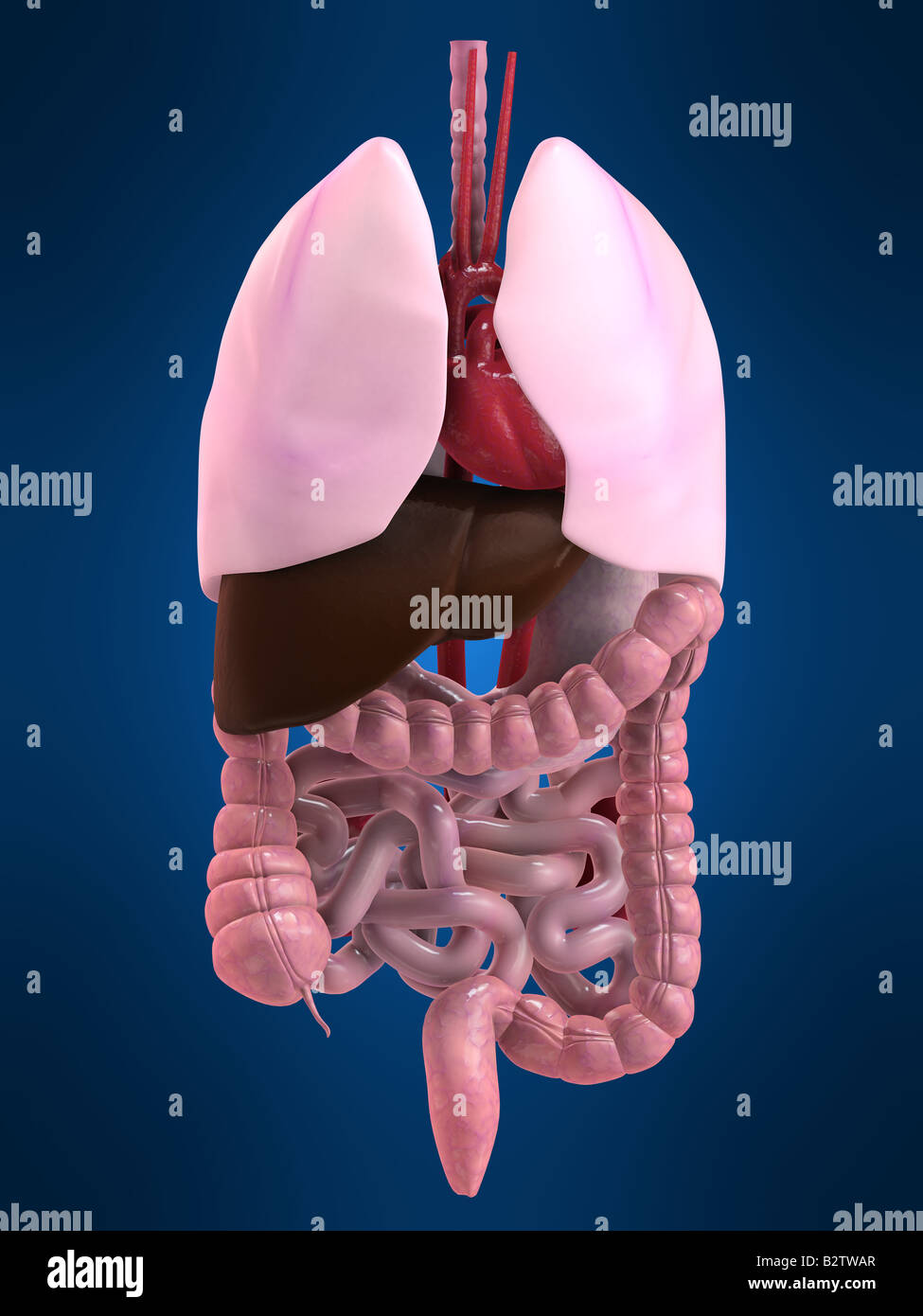 Inflammation of internal organs hi-res stock photography and images - Alamy