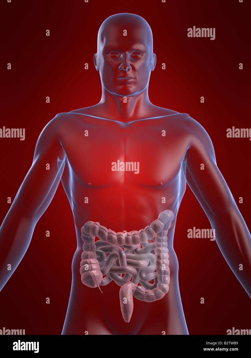 Intestines anatomy hi-res stock photography and images - Alamy