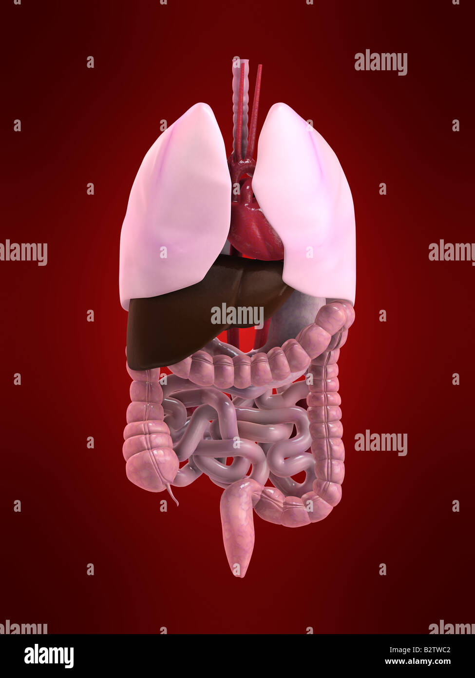 Inflammation of internal organs hi-res stock photography and images - Alamy