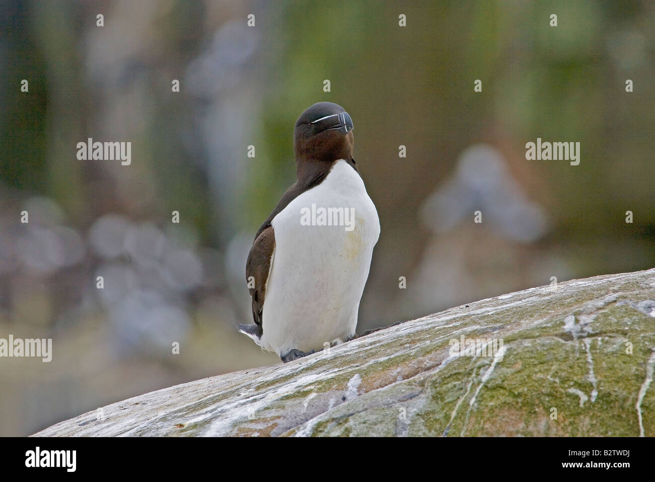 Razorbill on the rocks hi-res stock photography and images - Alamy