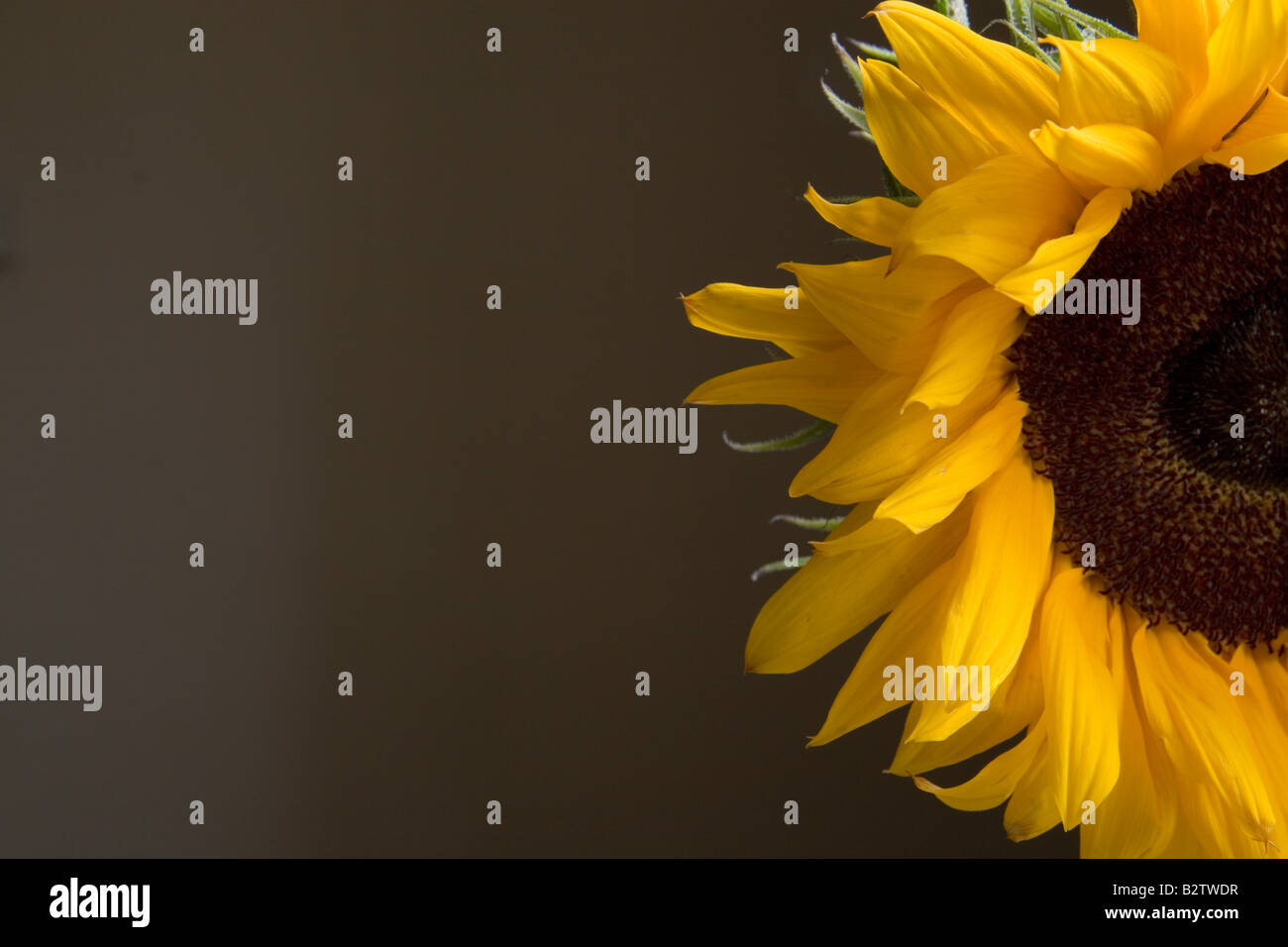 Part view of a single cut sunflower head - low key, side lit framed to ...